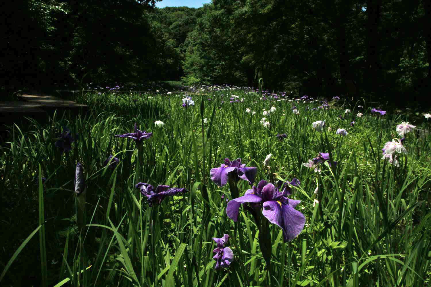 四季の森公園: blog横濱探訪4